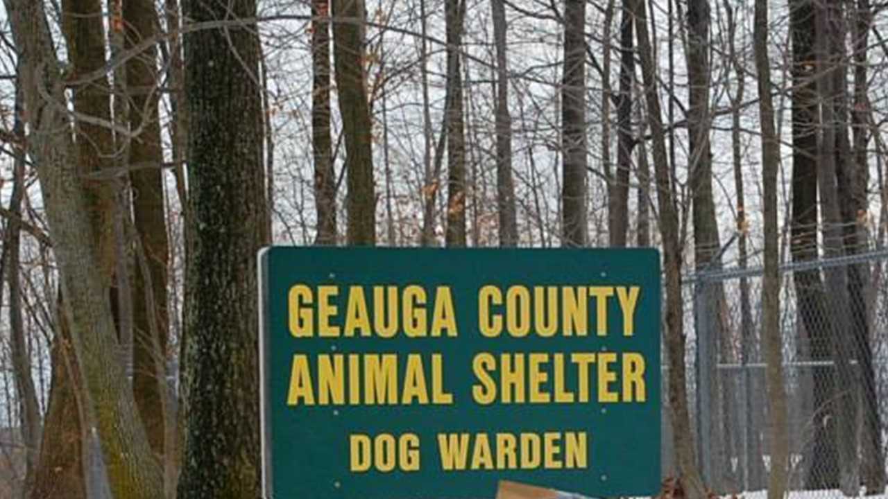 Donate to Geauga County Dog Shelter | Kuranda ShelterBeds
