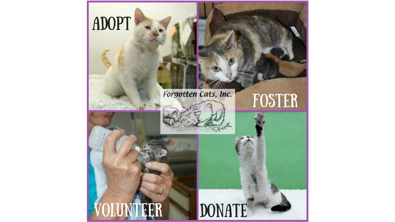 Donate to Forgotten Cats, Inc. - Trainer, PA | Kuranda ShelterBeds