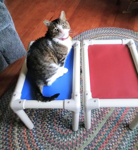 Donate to Forgotten Cats, Inc. - Willow Grove, PA | Kuranda ShelterBeds