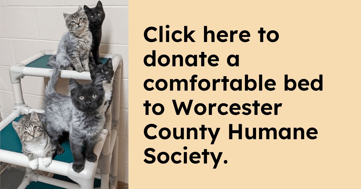 Donate to Worcester County Humane Society | Kuranda ShelterBeds