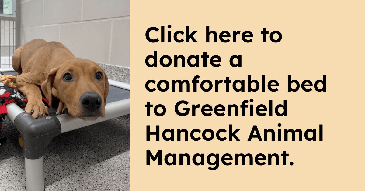 Donate to Greenfield Hancock Animal Management | Kuranda ShelterBeds