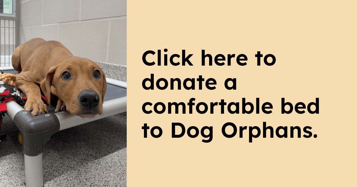 Donate to Dog Orphans | Kuranda ShelterBeds