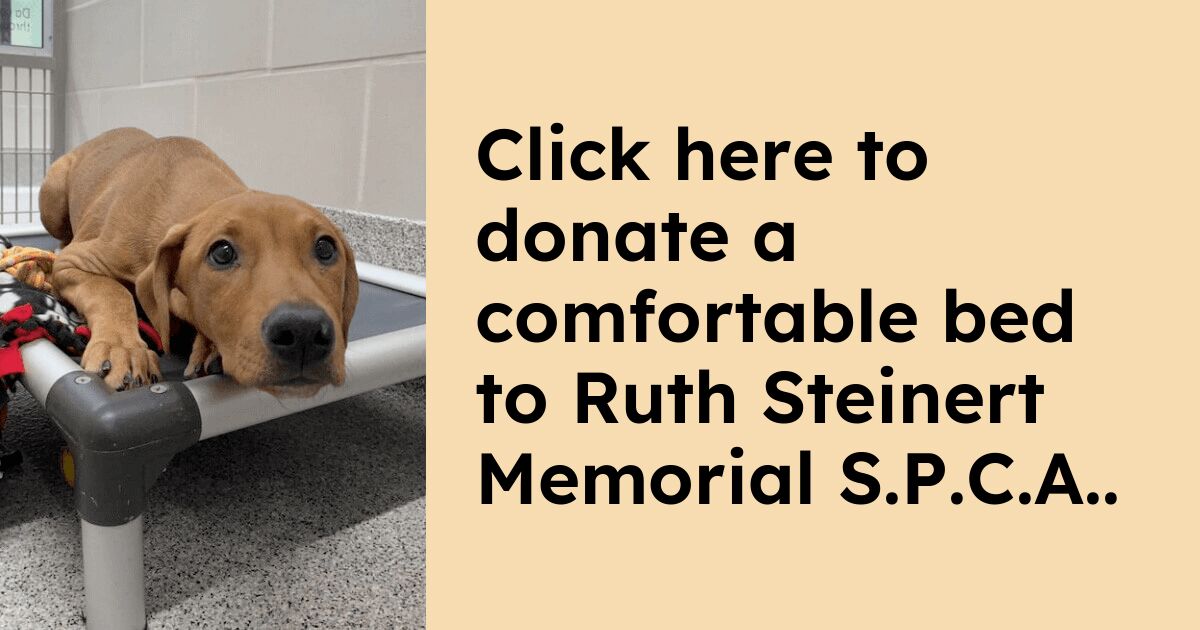 Donate to Ruth Steinert Memorial S.P.C.A. | Kuranda ShelterBeds