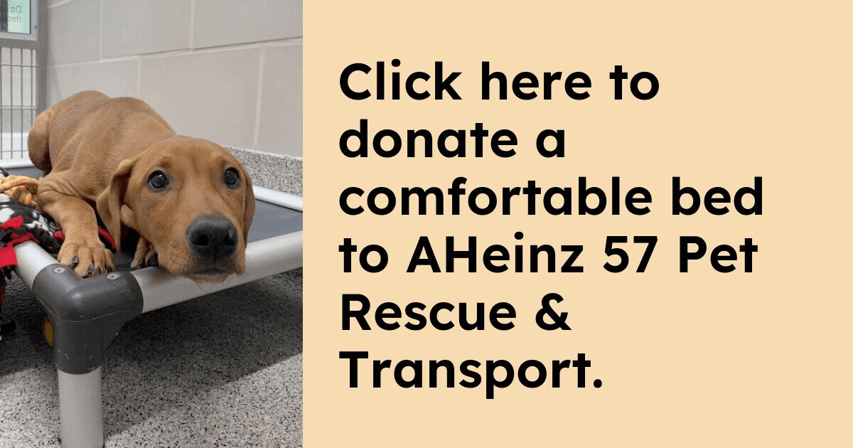 Donate to AHeinz 57 Pet Rescue & Transport | Kuranda ShelterBeds