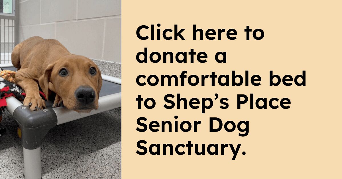 Donate to Shep’s Place Senior Dog Sanctuary | Kuranda ShelterBeds
