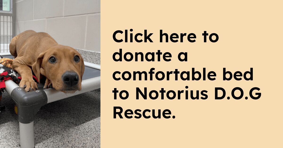 Donate to Notorius D.O.G Rescue | Kuranda ShelterBeds