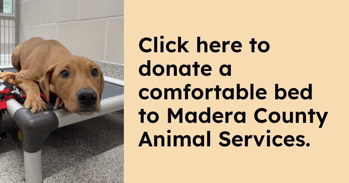 Donate to Madera County Animal Services | Kuranda ShelterBeds