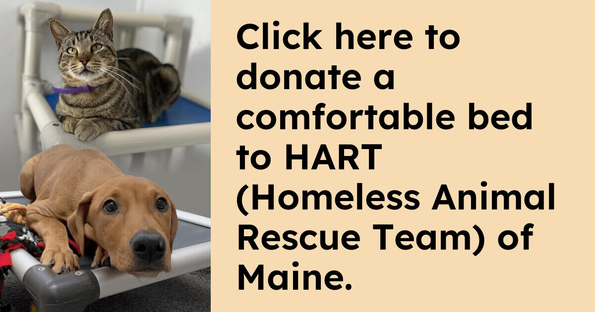 Donate to HART (Homeless Animal Rescue Team) of Maine | Kuranda ShelterBeds