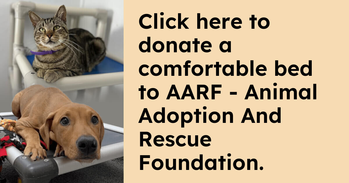 Donate to AARF - Animal Adoption And Rescue Foundation | Kuranda ...