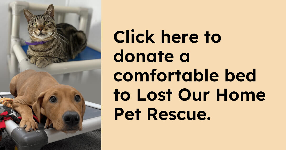 Donate to Lost Our Home Pet Rescue | Kuranda ShelterBeds