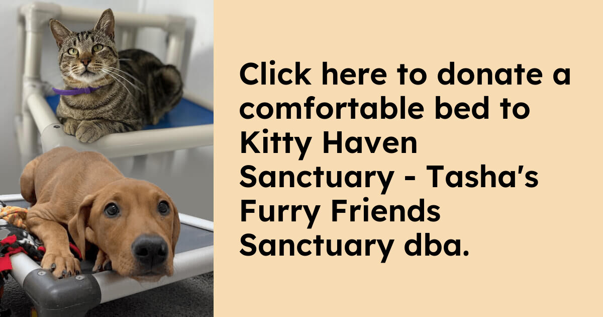 Donate to Kitty Haven Sanctuary - Tasha's Furry Friends Sanctuary dba ...